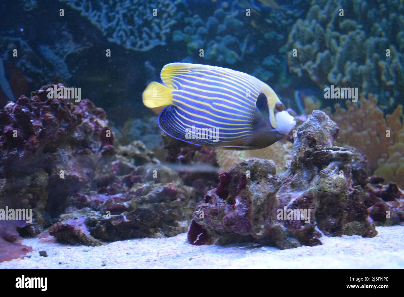 Tropical Fish-angel. Emperor angelfish (Pomacanthus imperator) in reef ...