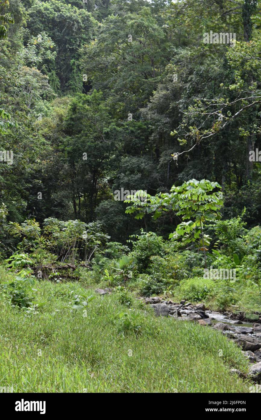 Toco, Trinidad and Tobago - March 26, 2022 - The Shark River located ...