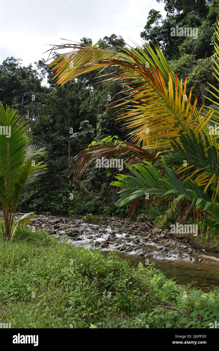 Toco, Trinidad and Tobago - March 26, 2022 - The Shark River located ...