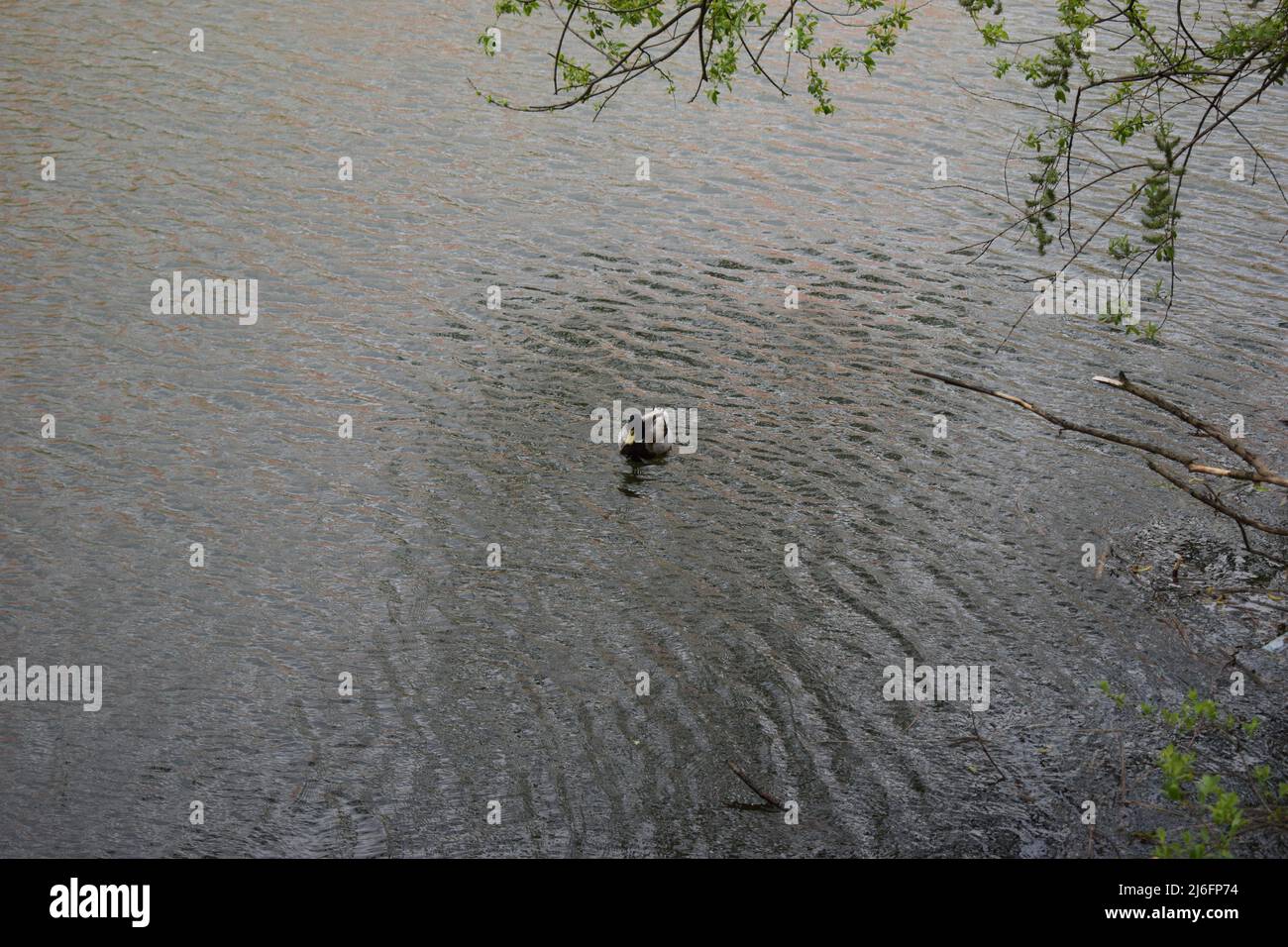 Wild duck males in dirty river water. Ducks in their natural habitat ...