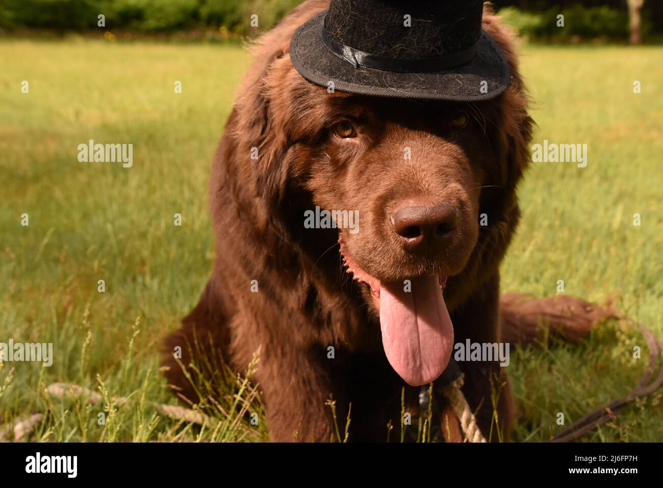 Newfoundland teddy bear hi-res stock photography and images - Alamy