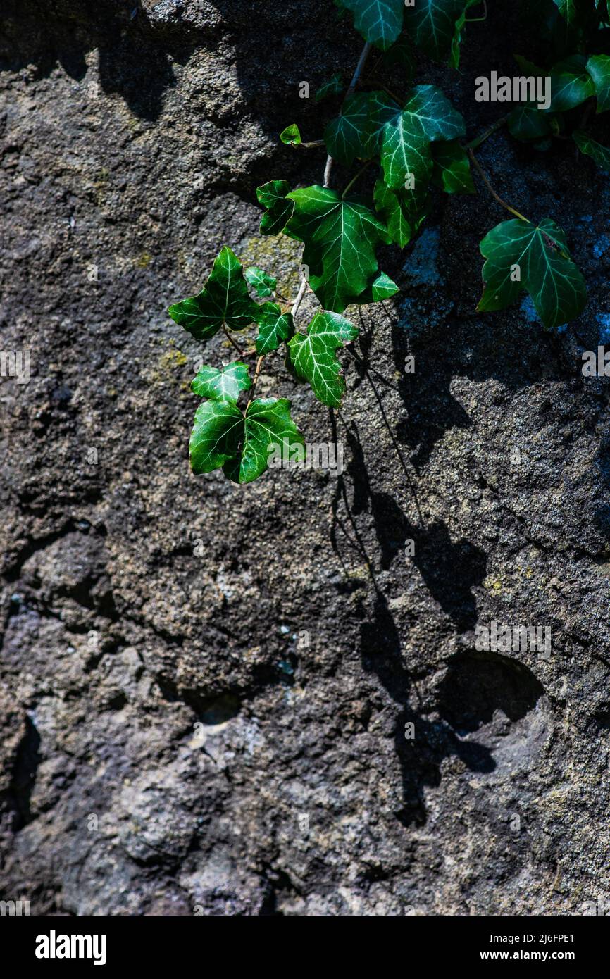 Wild vine plant with fresh green leaves as a natural background Stock ...