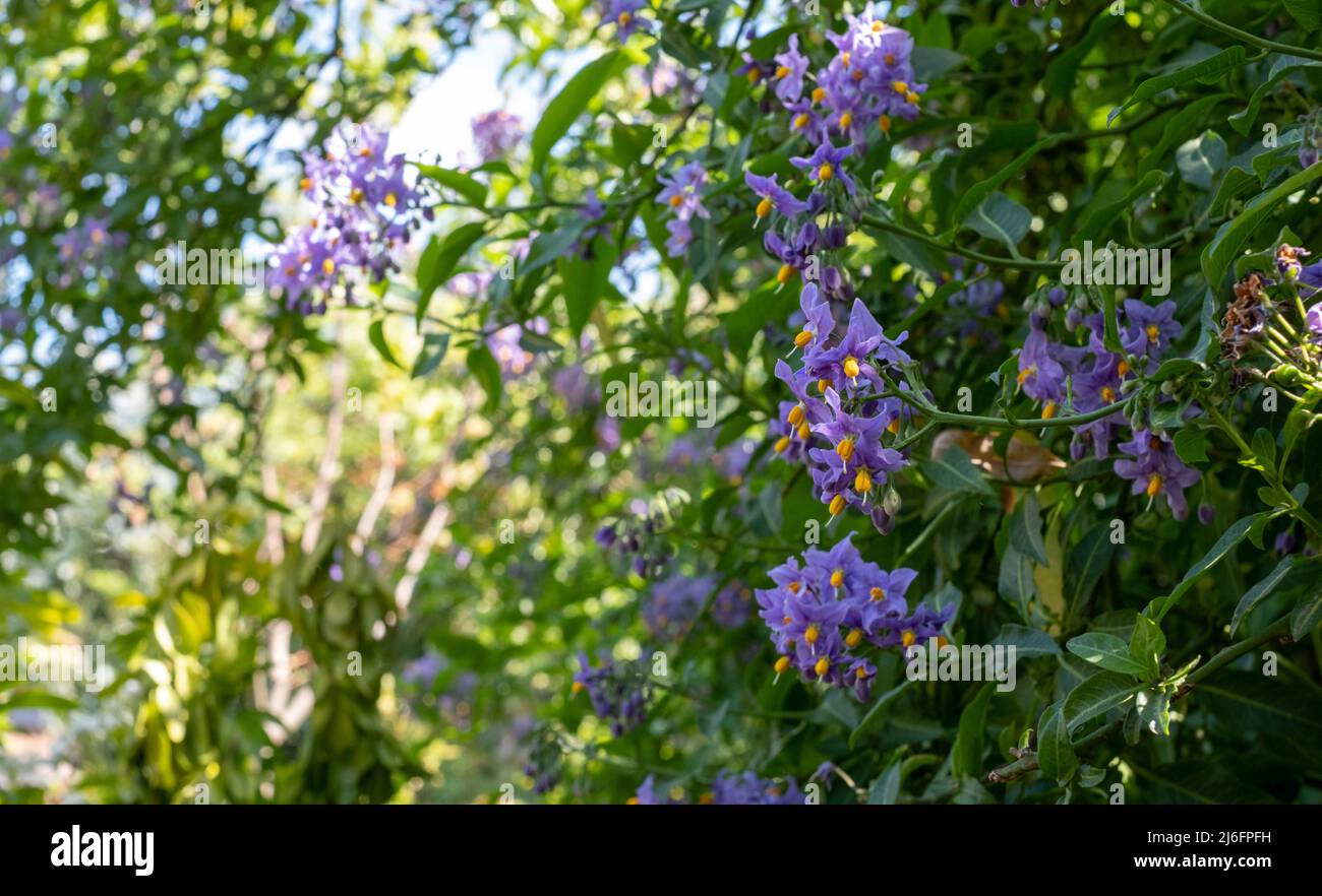 Chilean potato climbing plant also known as Solanum crispum, with ...