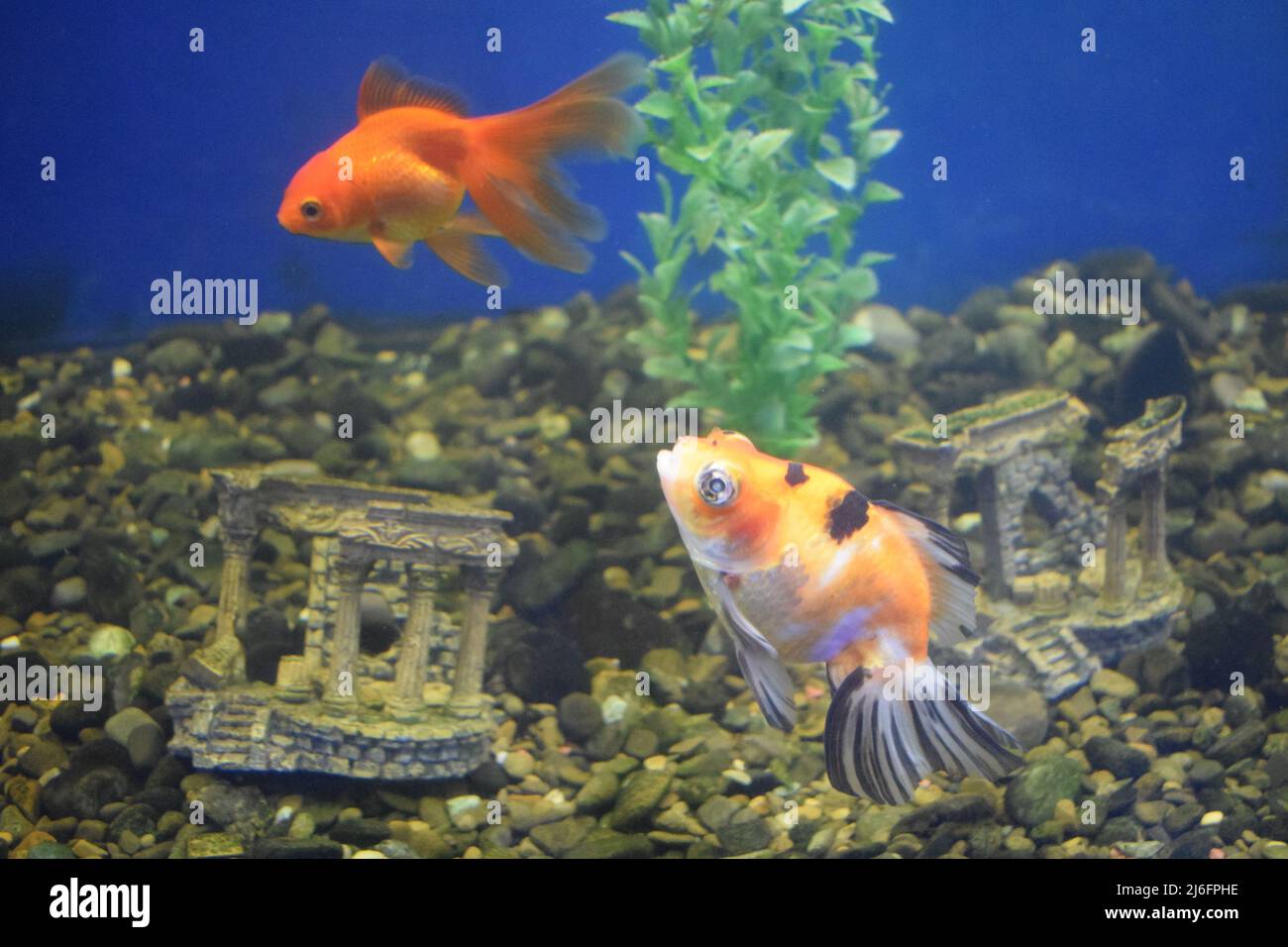 Freshwater aquarium fish, goldfish from Asia in aquarium Stock Photo ...
