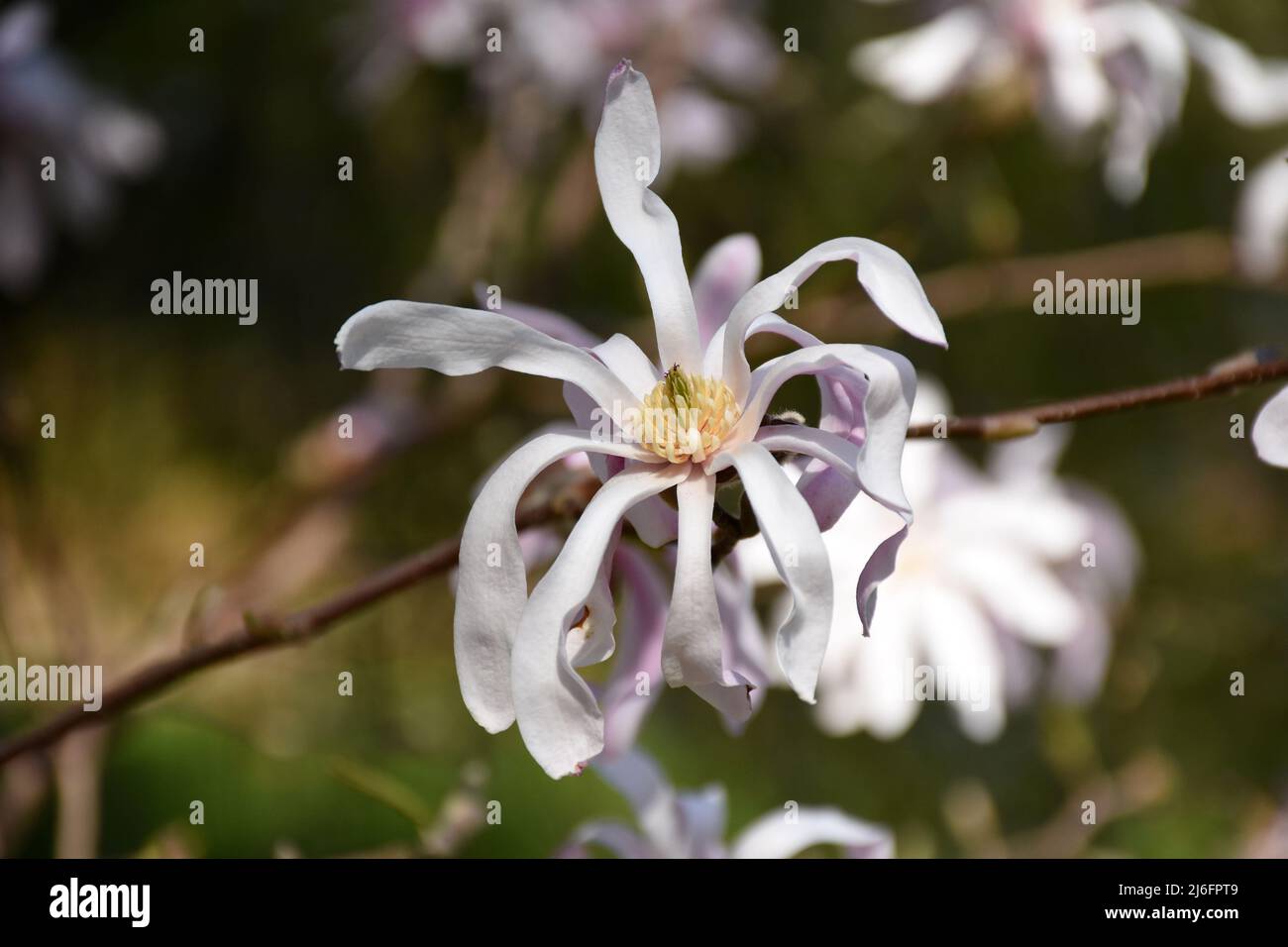 Beautiful pink magnolia tree blooming and flowering Stock Photo - Alamy