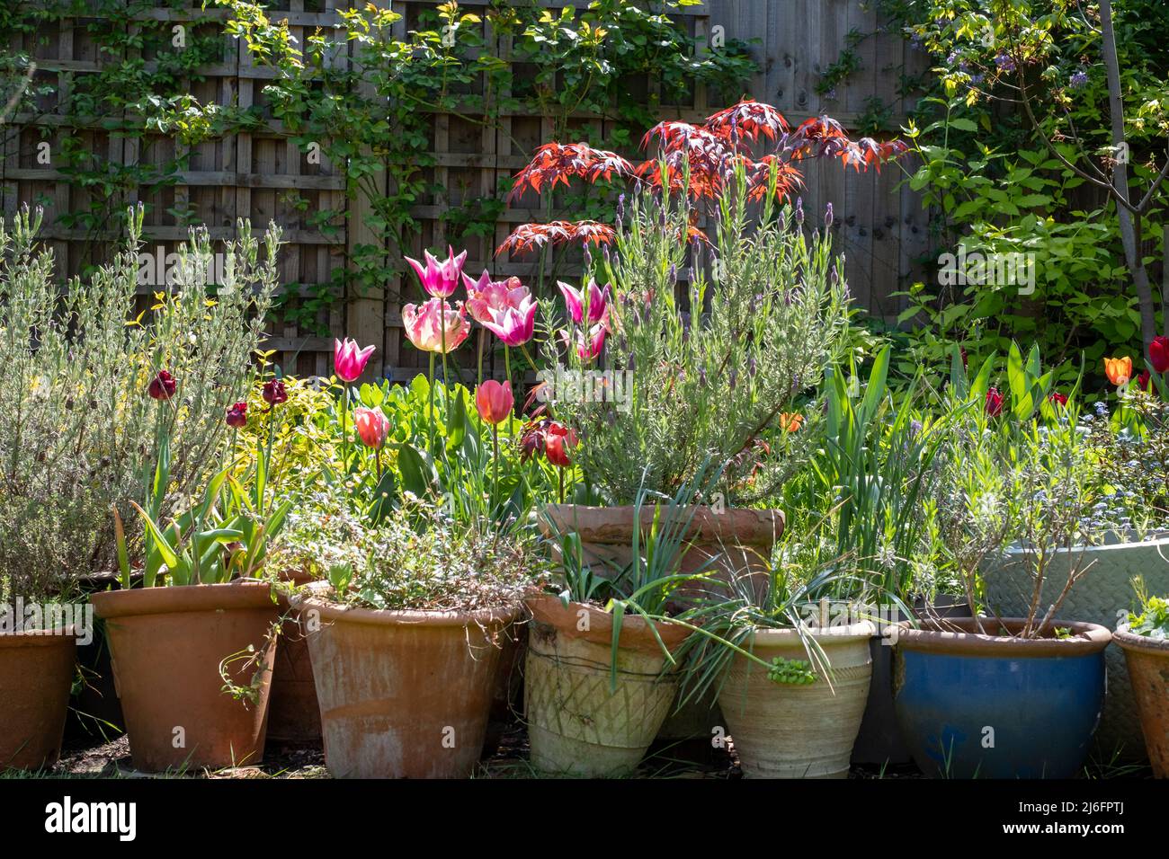 Wildlife friendly suburban garden with container plants, tulips, shrubs ...