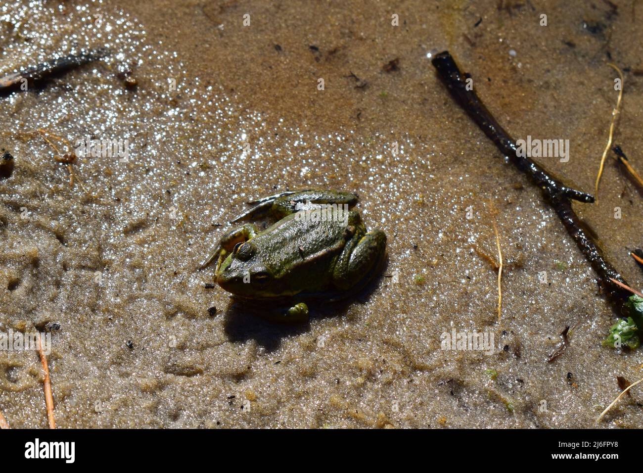 Pool frog in a forest lake. Cute and funny common green frog. Beautiful ...