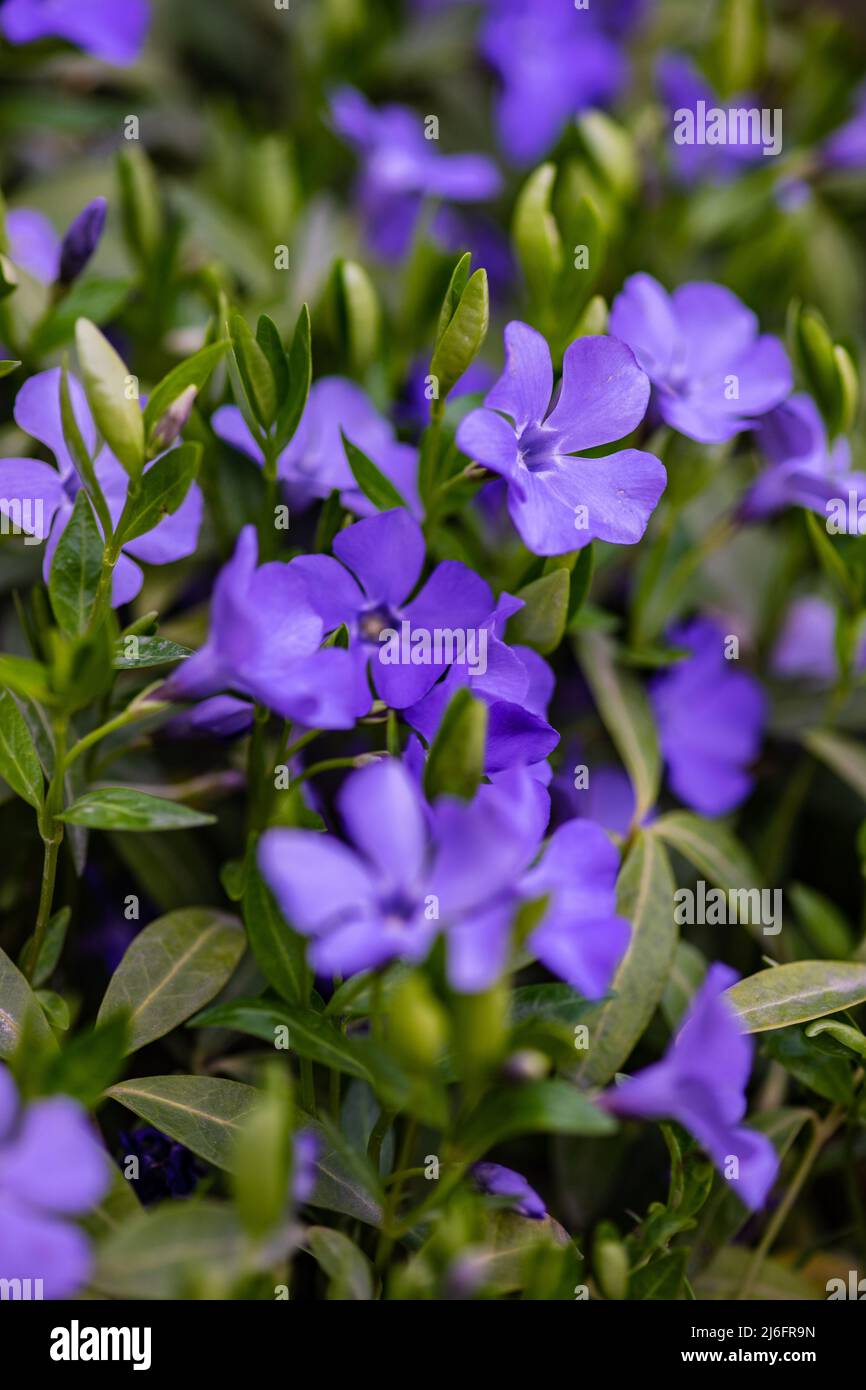 Beautiful blue flowers of Vinca plant in a summertime garden Stock ...
