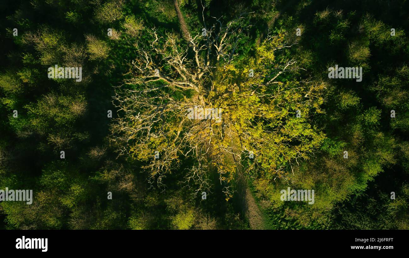 Surrounded by large green leaves hi-res stock photography and images ...