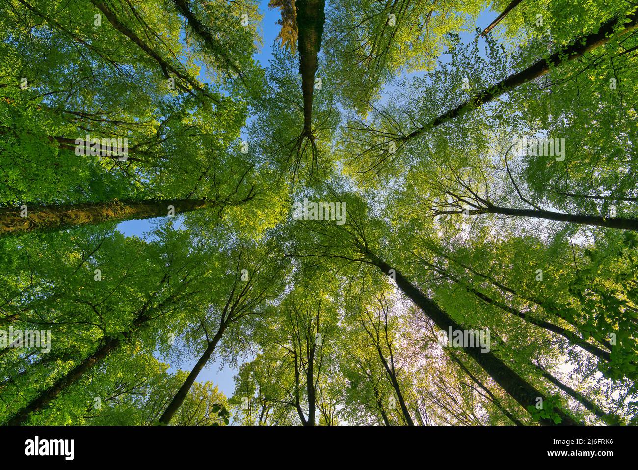 A great view up into the trees direction sky in may, Germany Stock ...