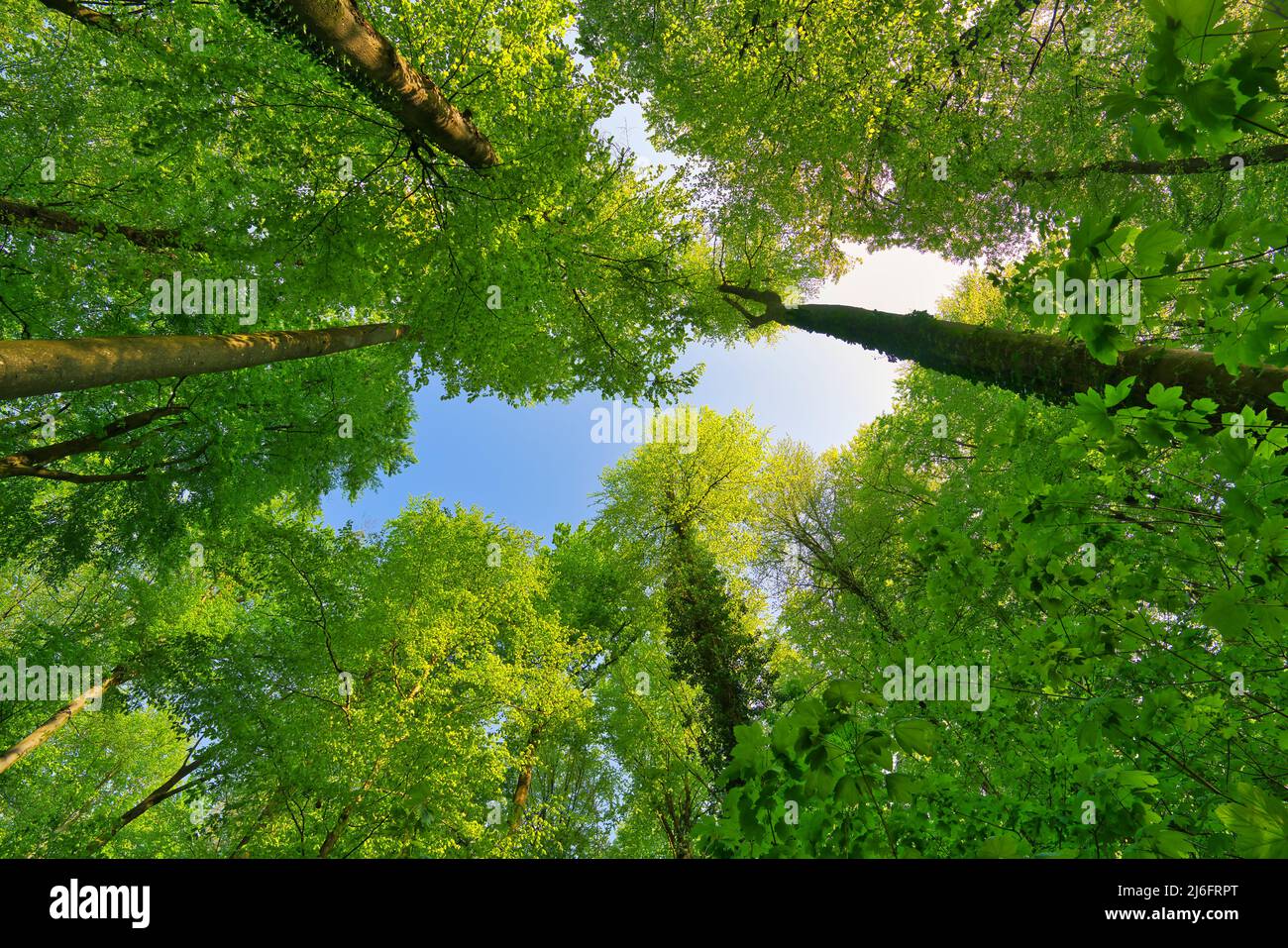 A great view up into the trees direction sky in may, Germany Stock ...