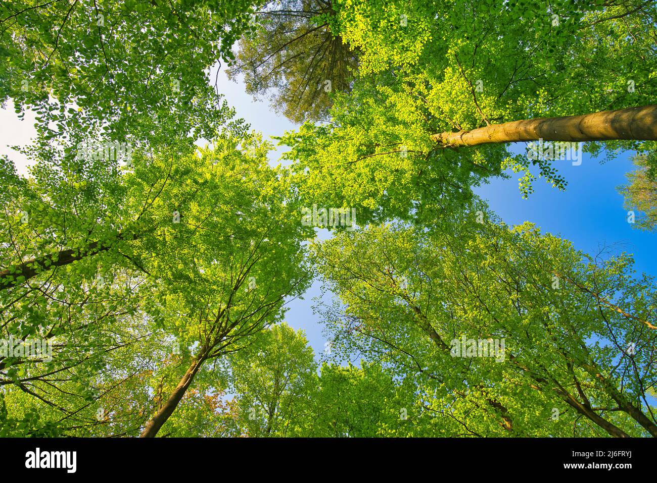 A great view up into the trees direction sky in may, Germany Stock ...