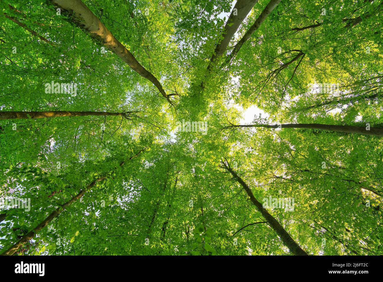 A great view up into the trees direction sky in may, Germany Stock ...