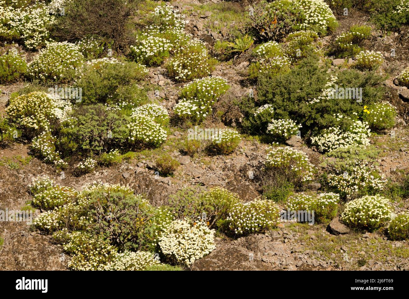 Landscape with Paris daisies Argyranthemum frutescens in bloom. Orone ...