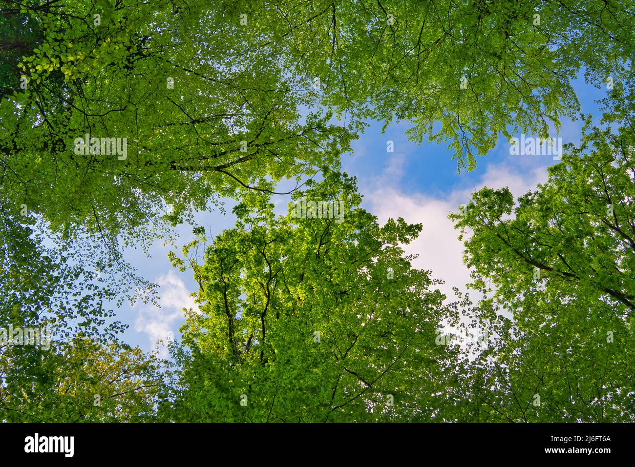 A great view up into the trees direction sky in may, Germany Stock ...