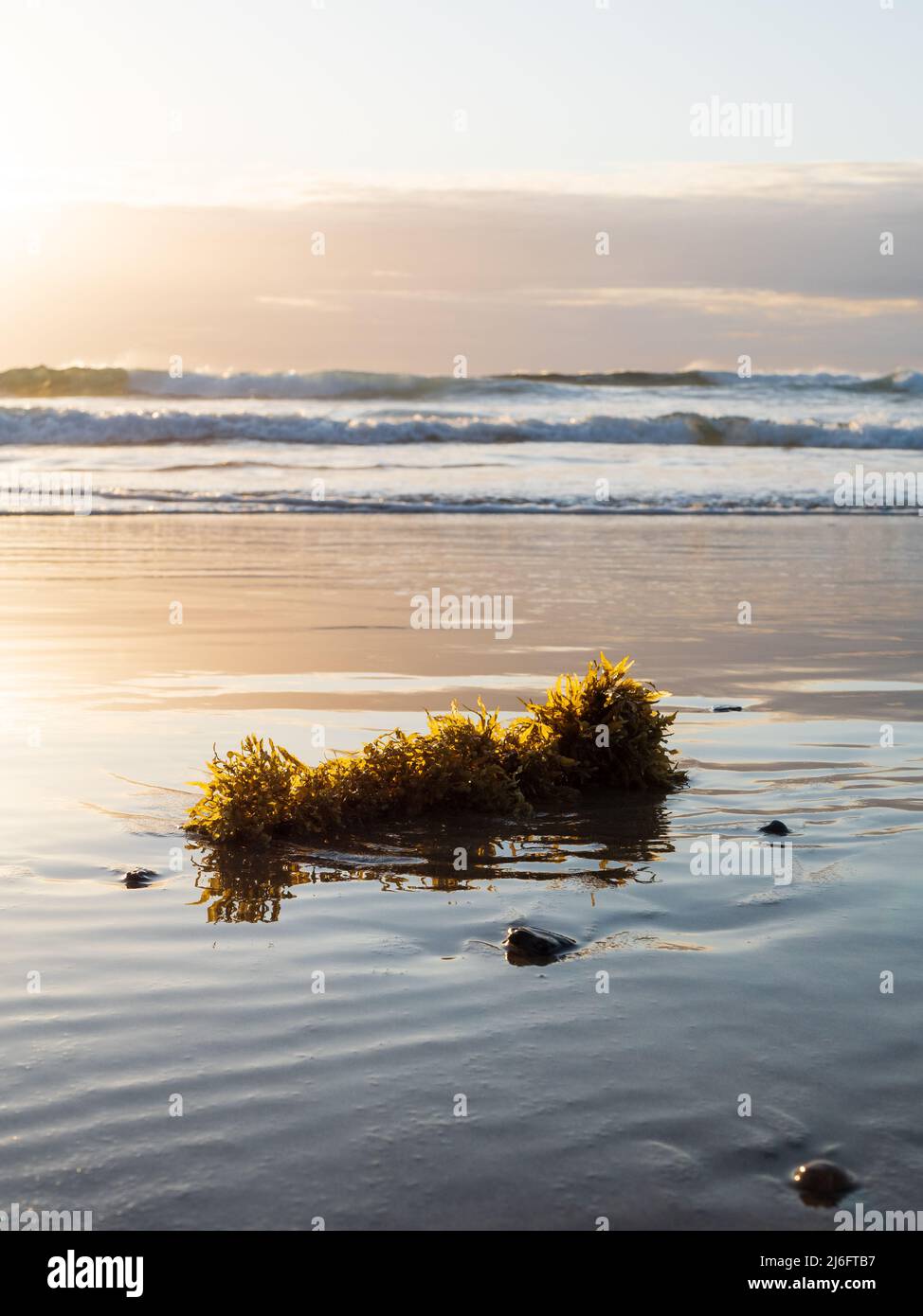 A small seaweed lying on the beach shore Stock Photo - Alamy