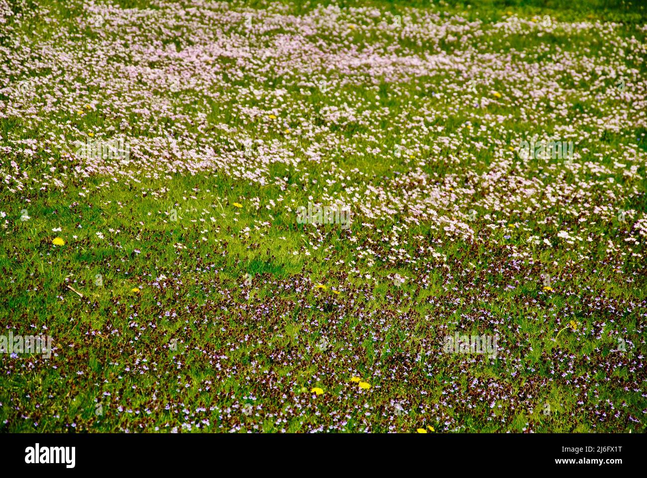 Meadow in bloom with small spring flowers in late April in Lakewood ...