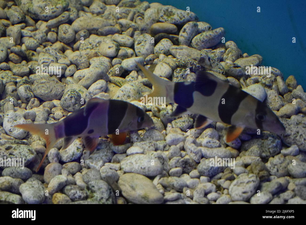 Clown loach (Chromobotia macracanthus), also known as the tiger botia ...