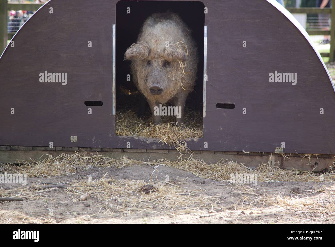 Mangalitsa pig, Whipsnade Zoo, Beds, England Stock Photo - Alamy