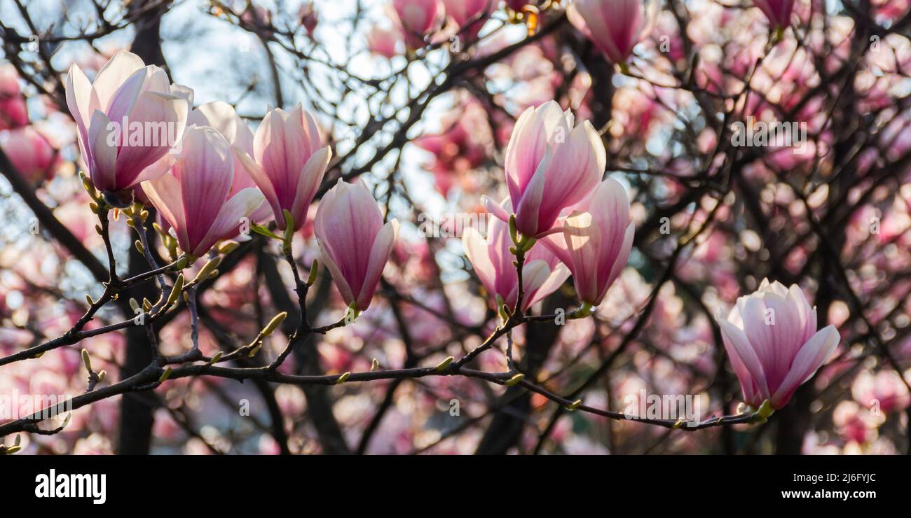 magnolia blossom botany background. flower on the branch. nature ...