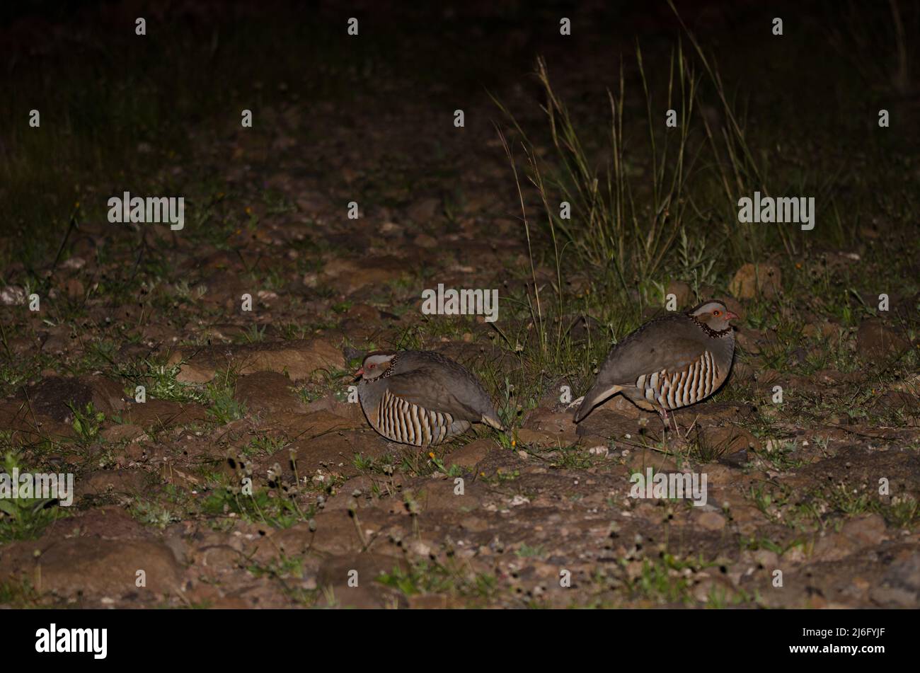 Barbary partridges hi-res stock photography and images - Alamy