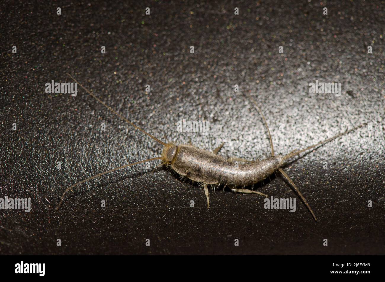 Silverfish inside house hi-res stock photography and images - Alamy