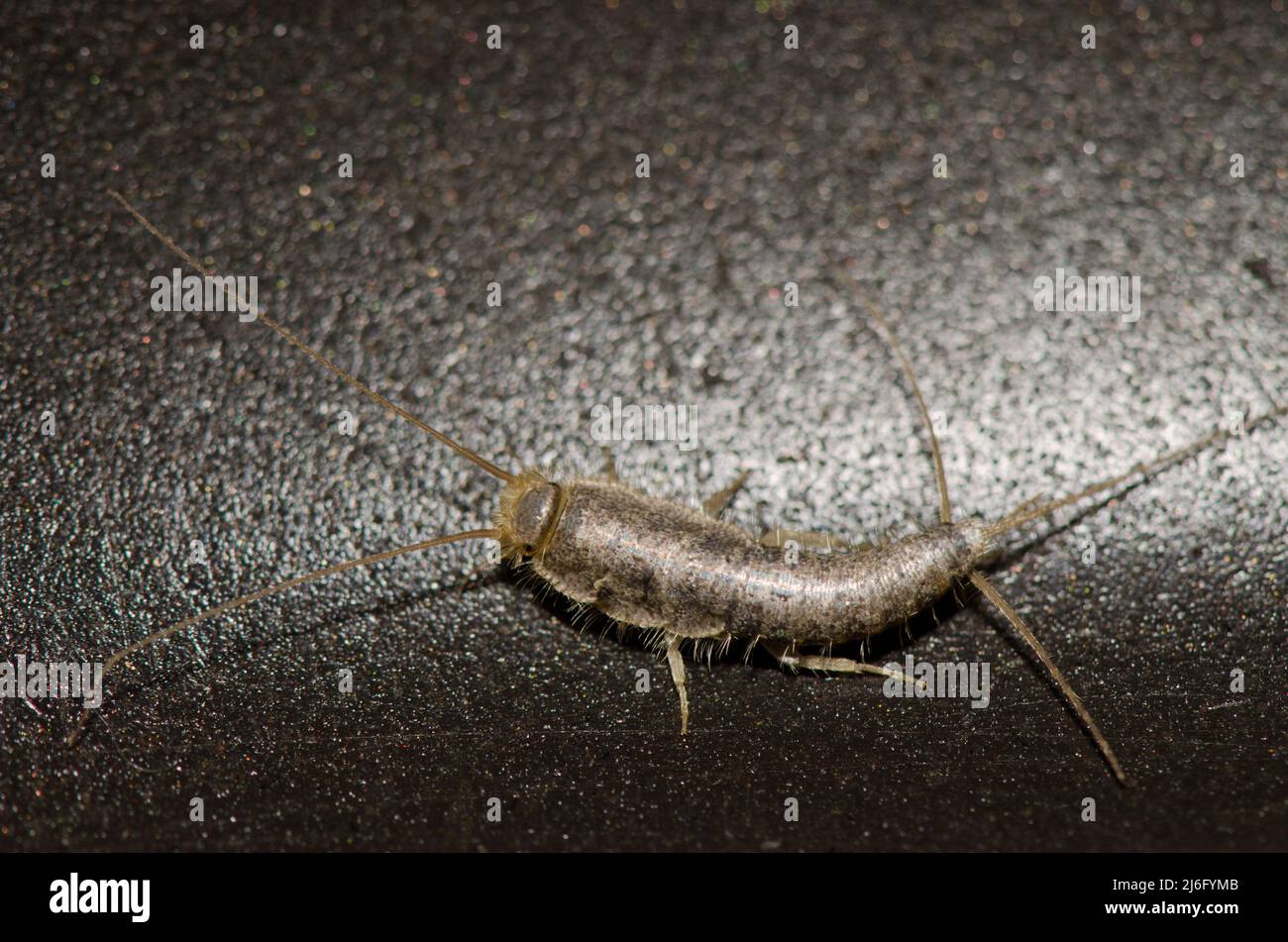Silverfish inside house hi-res stock photography and images - Alamy