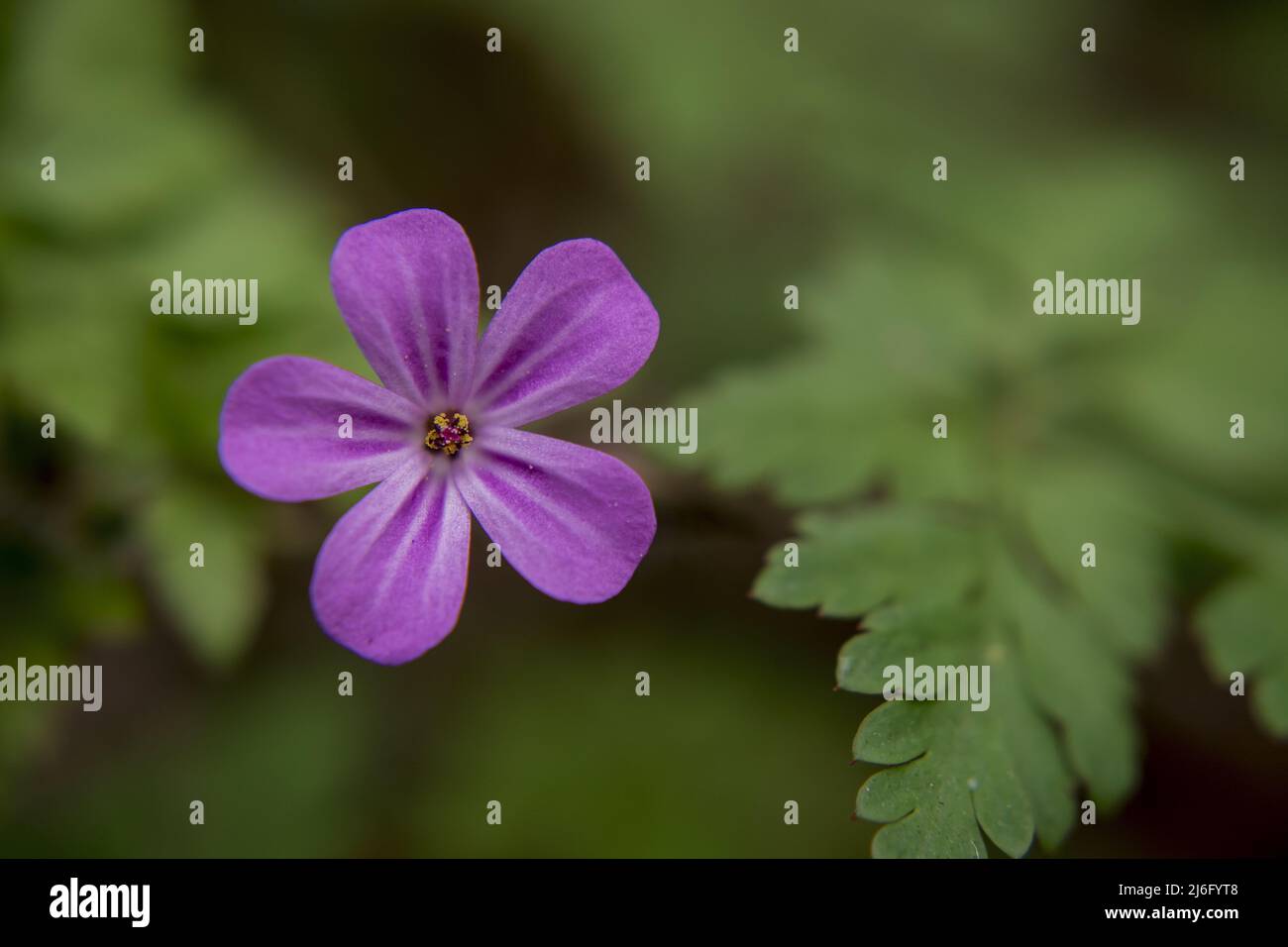 English parts of a plant hi-res stock photography and images - Alamy