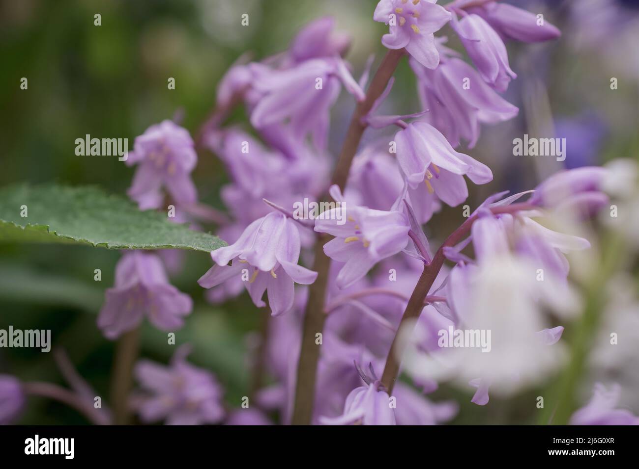 photo of spring flowers on natural background Stock Photo - Alamy