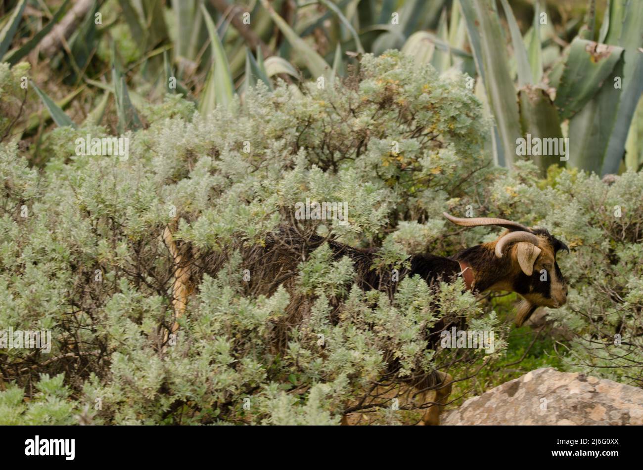 Goat Capra hircus walking in the bushes. Male. Vallehermoso. La Gomera ...