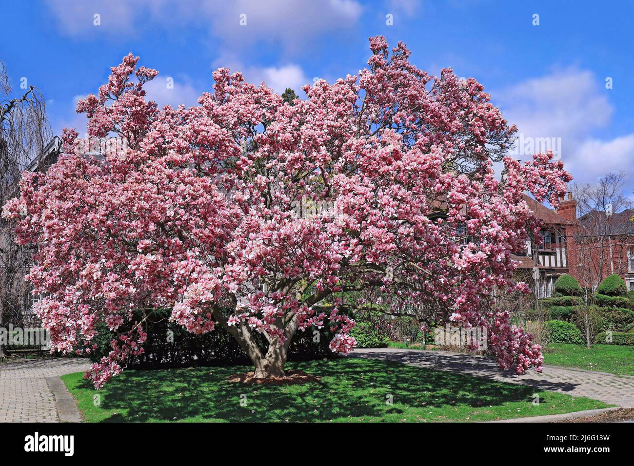 Beautiful magnolia tree in front yard in a residential neighborhood ...