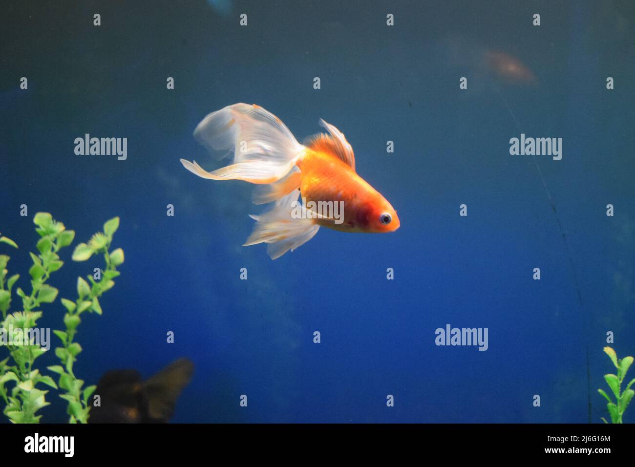 Freshwater aquarium fish, goldfish from Asia in aquarium.The goldfish ...