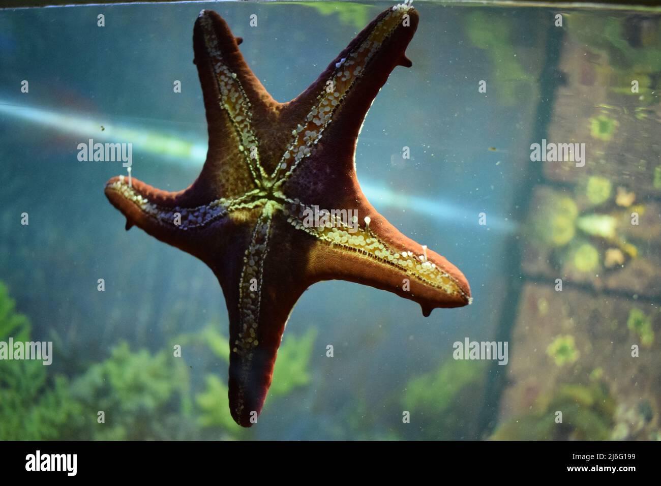 starfish in water color background. view of a starfish located on glass ...