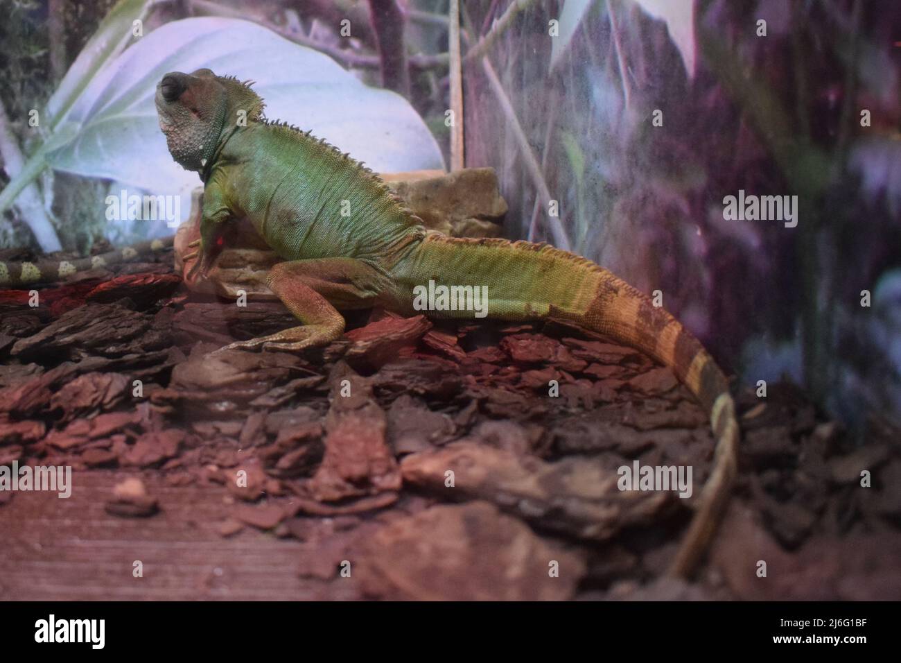 Asian water dragon stands alone, shedding skin on the back. It is a ...