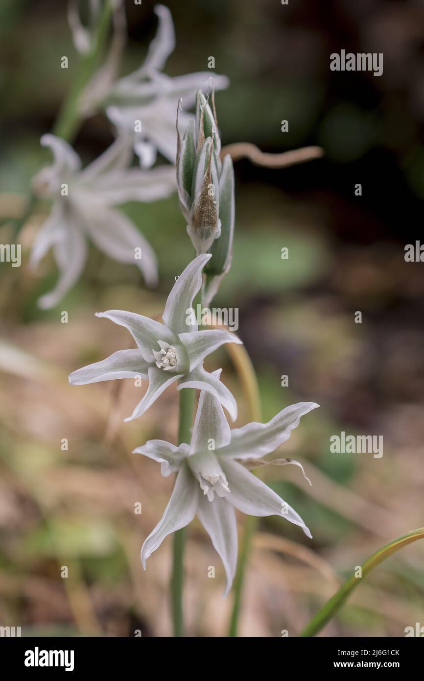 photo of spring flowers on natural background Stock Photo - Alamy
