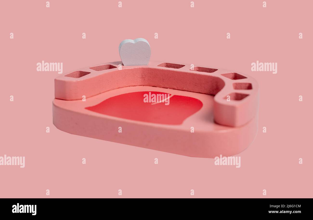 Jaw model with single milk baby tooth. Primary deciduous teeth concept ...
