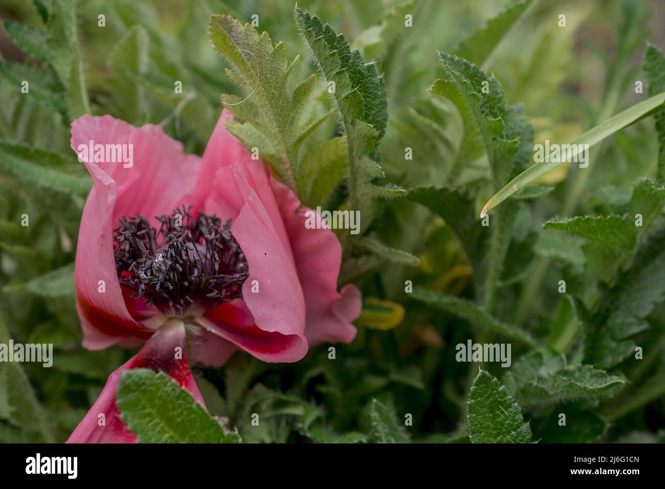 Profile photo flower hi-res stock photography and images - Alamy