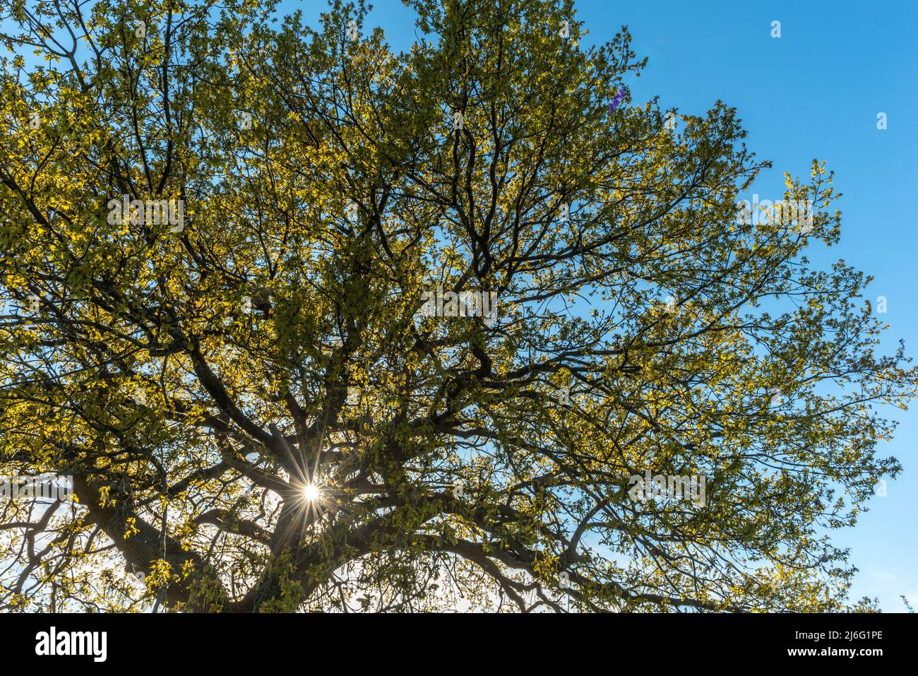 Rays of sunlight passing through the foliage of a large oak tree in a ...