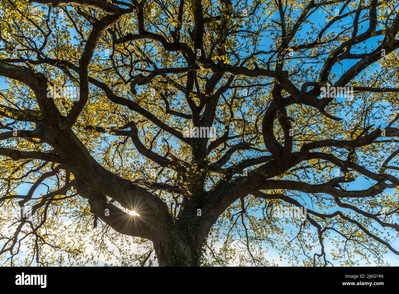 Rays of sunlight passing through the foliage of a large oak tree in a ...