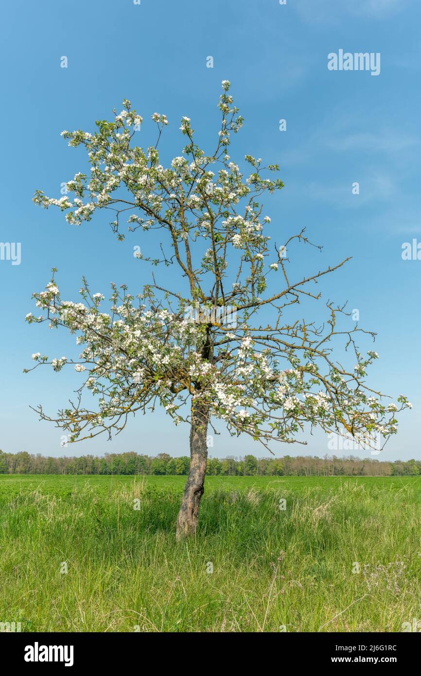 Blooming apple tree in a sunny orchard in spring. France Stock Photo ...