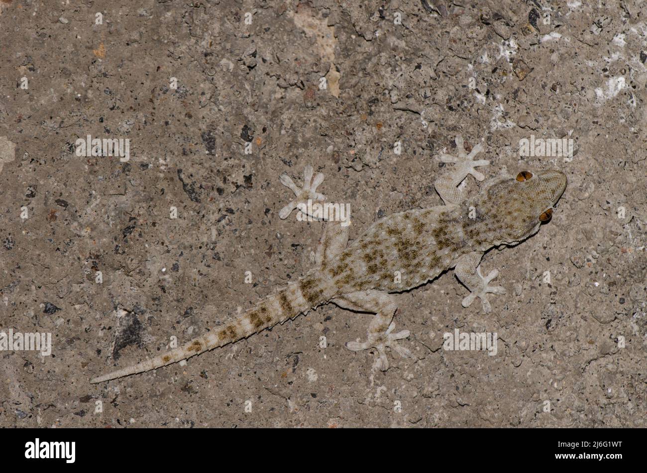 La gomera gecko tarentola gomerensis hi-res stock photography and ...