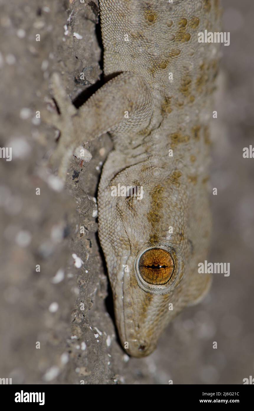 Gomero wall geckos hi-res stock photography and images - Alamy