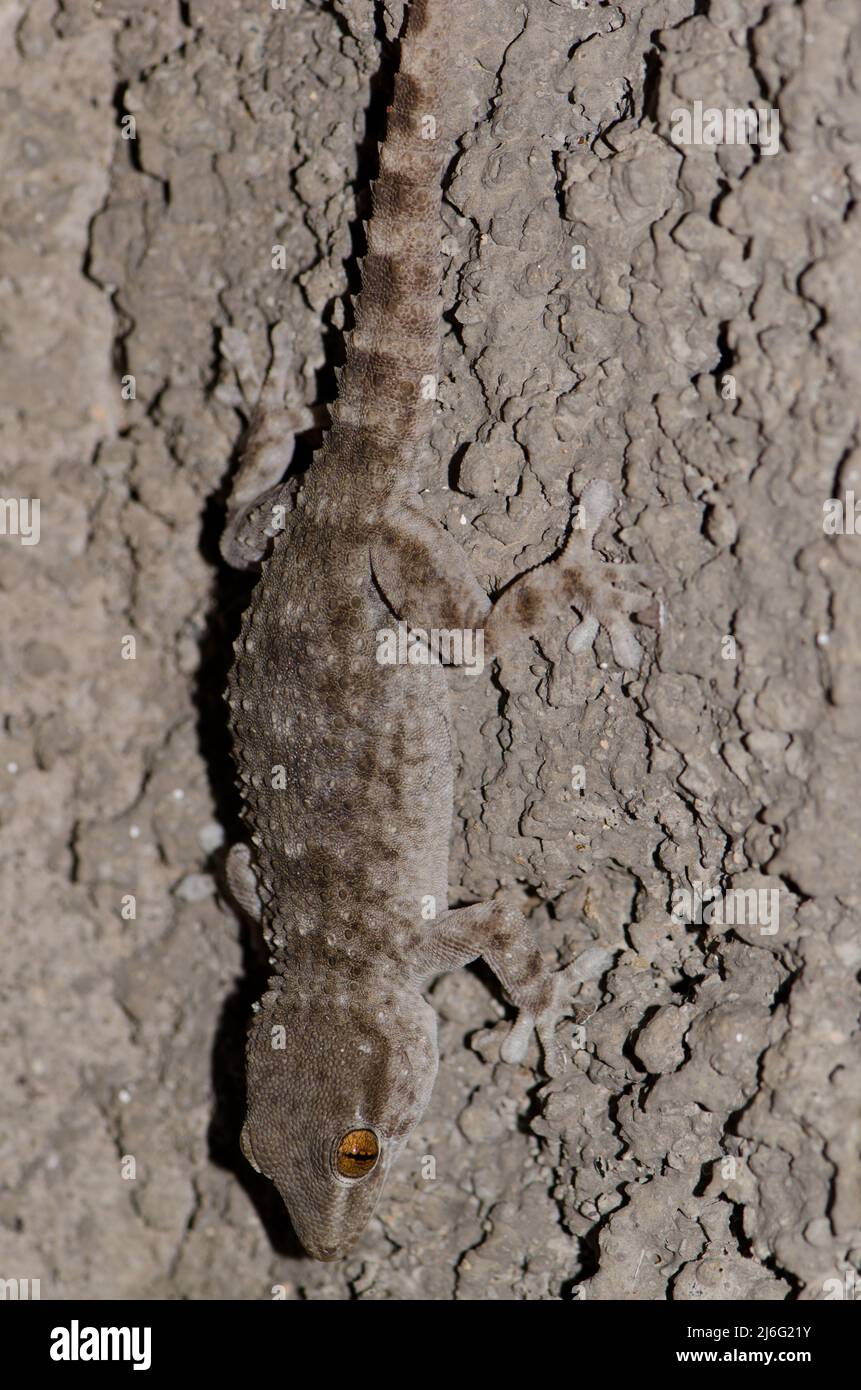 Gomero wall geckos hi-res stock photography and images - Alamy