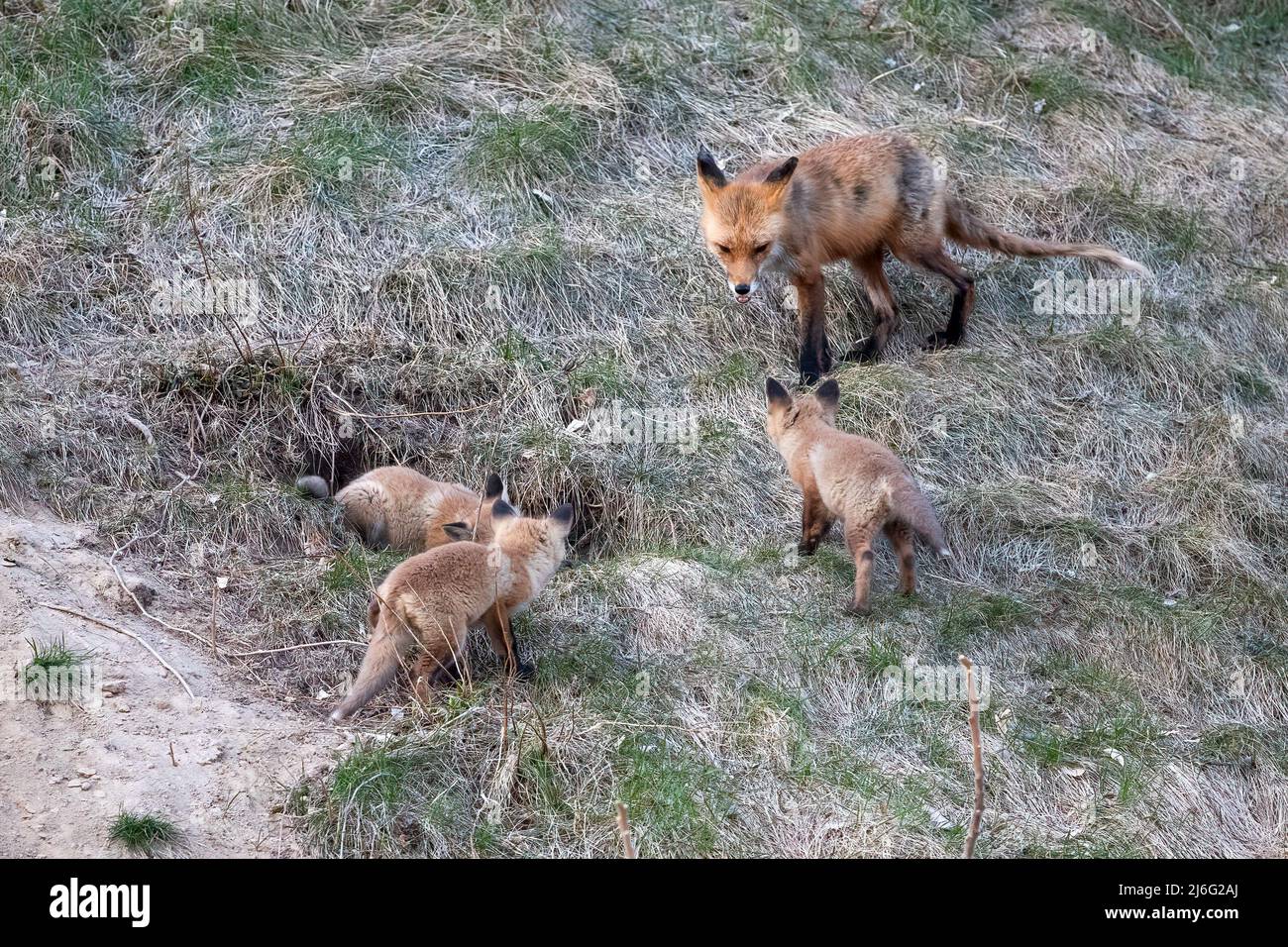 Mother Fox with her Kits near the Den Stock Photo - Alamy
