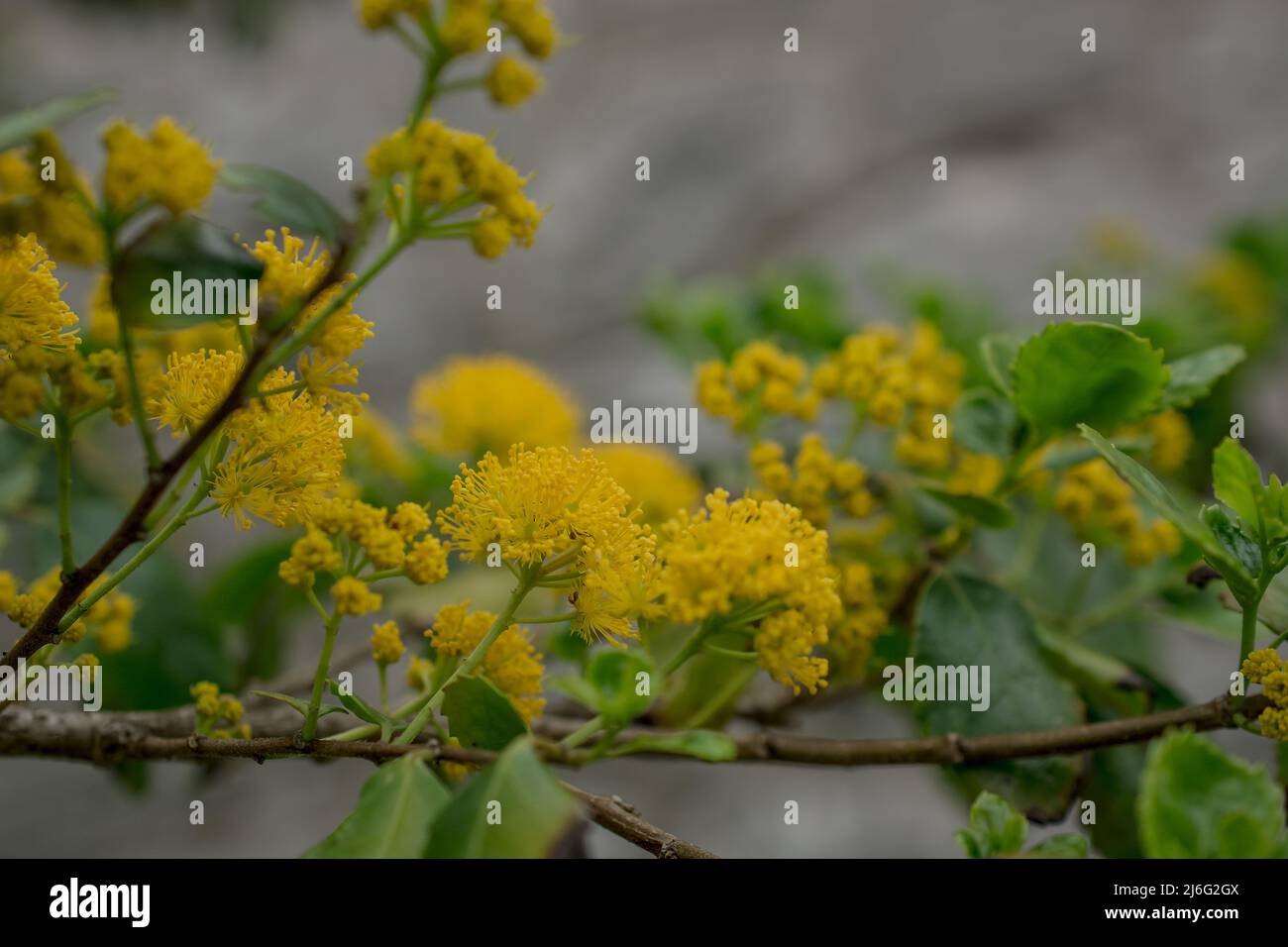 photo of spring flowers on natural background Stock Photo - Alamy