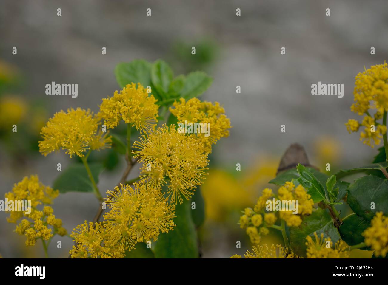photo of spring flowers on natural background Stock Photo - Alamy