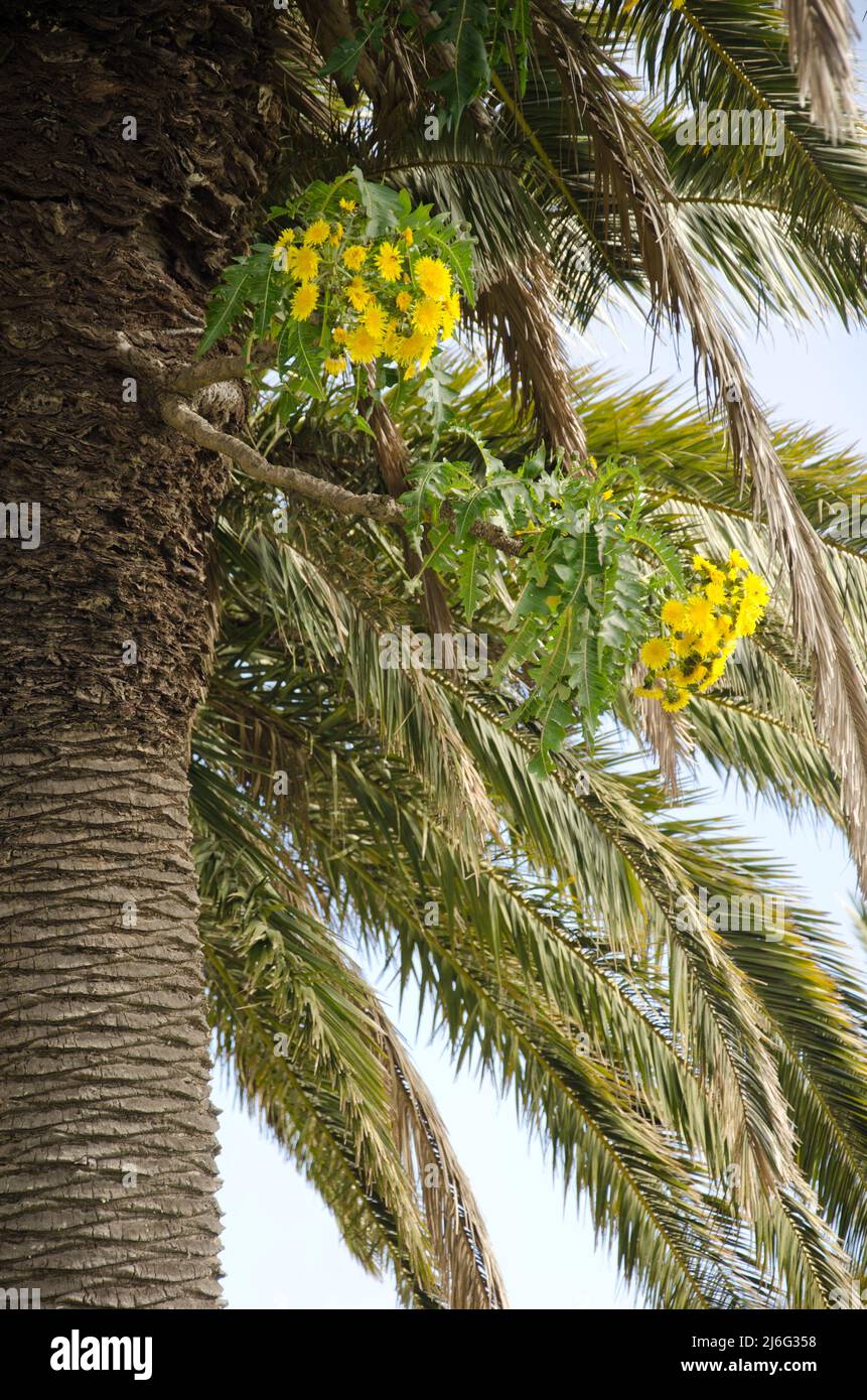 Phoenix canariensis flower hi-res stock photography and images - Alamy