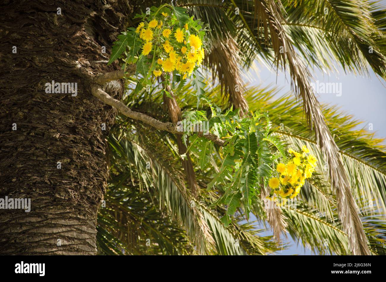 Sow thistle Sonchus hierrensis in bloom growing on the trunk of a ...