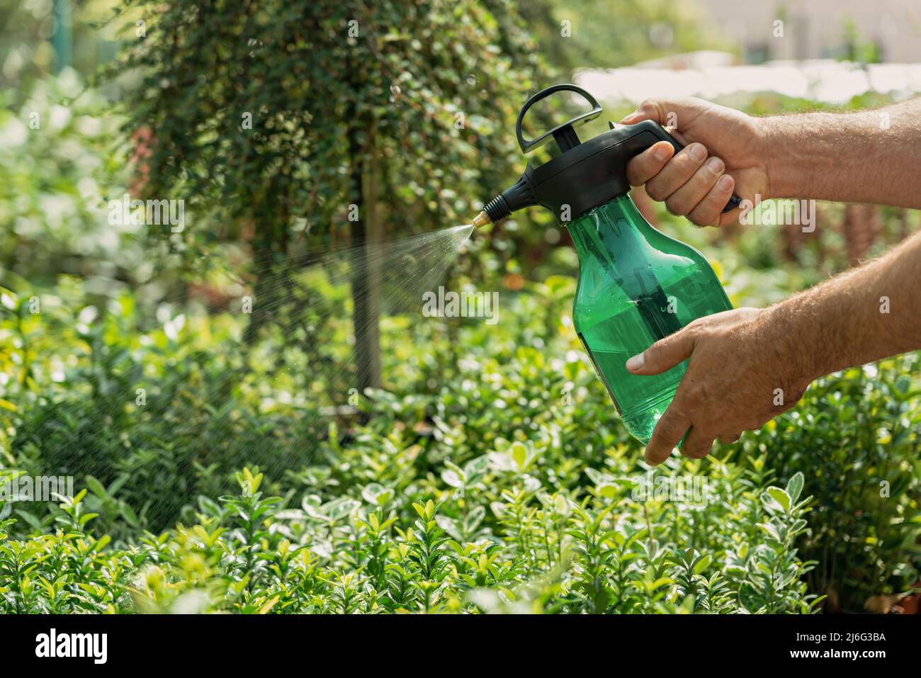 Hand holding garden sprinkler and watering flowers Stock Photo - Alamy