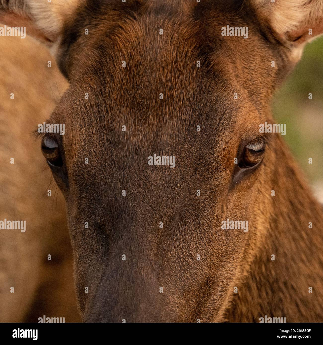 Deep brown eyes hi-res stock photography and images - Alamy
